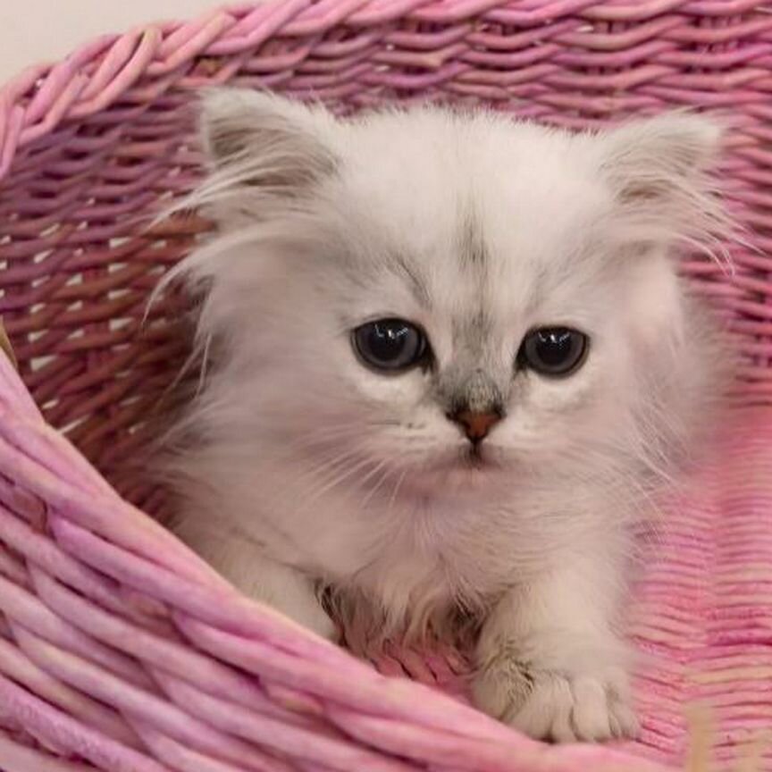 Шотландские прямоухие котята