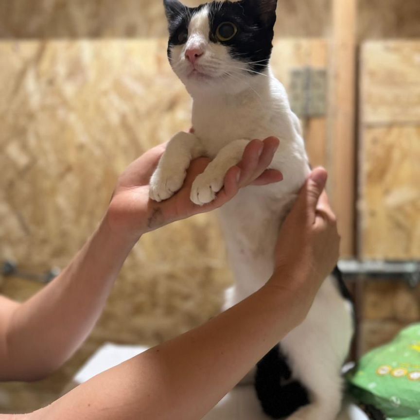 Джулия кошка из приюта