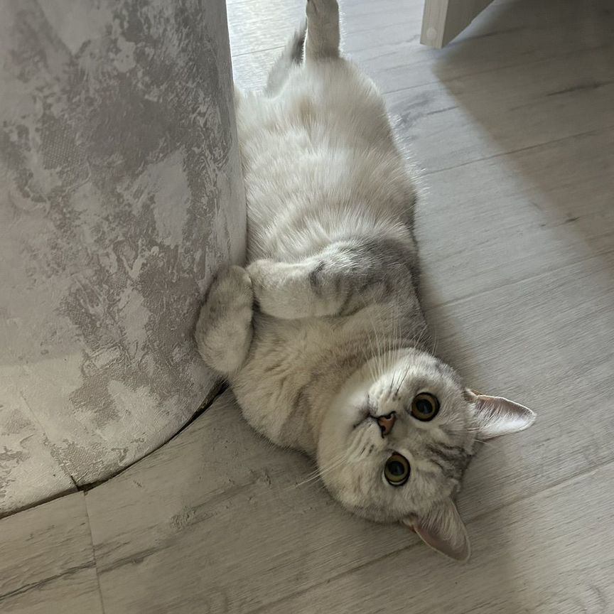 Отдам британца в добрые руки