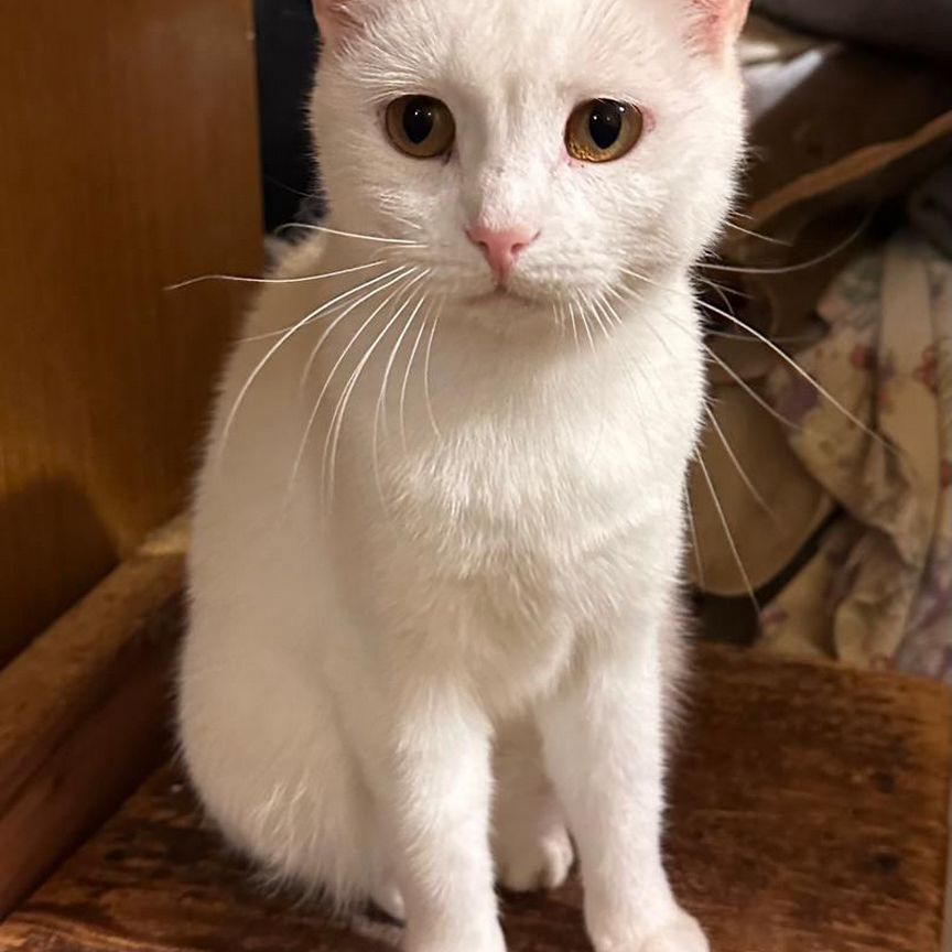 Кошечка в добрые руки