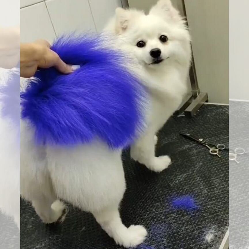 Немецкий шпиц, щенок