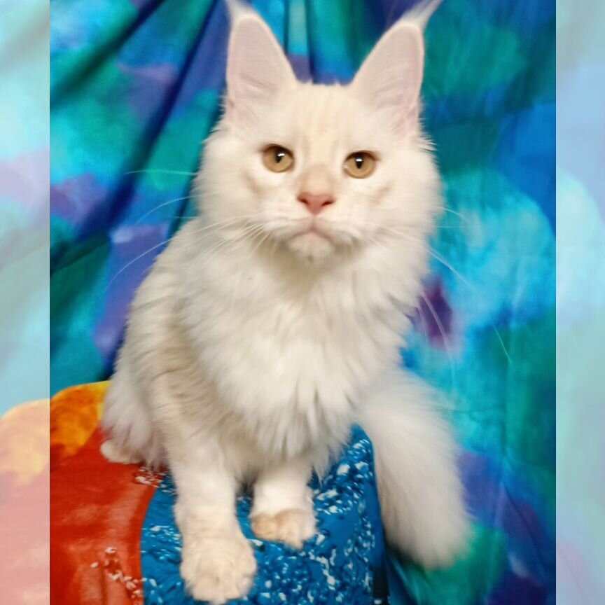 Мейн-кун котёнок