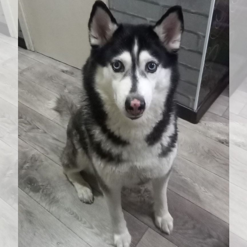 Сибирский хаски