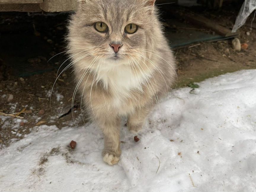 Брошенные котики выживают на холоде, нужна помощь