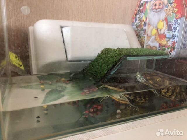 Черепахи водные