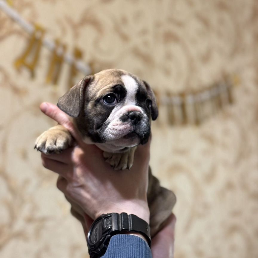 Французский бульдог щенки девочка