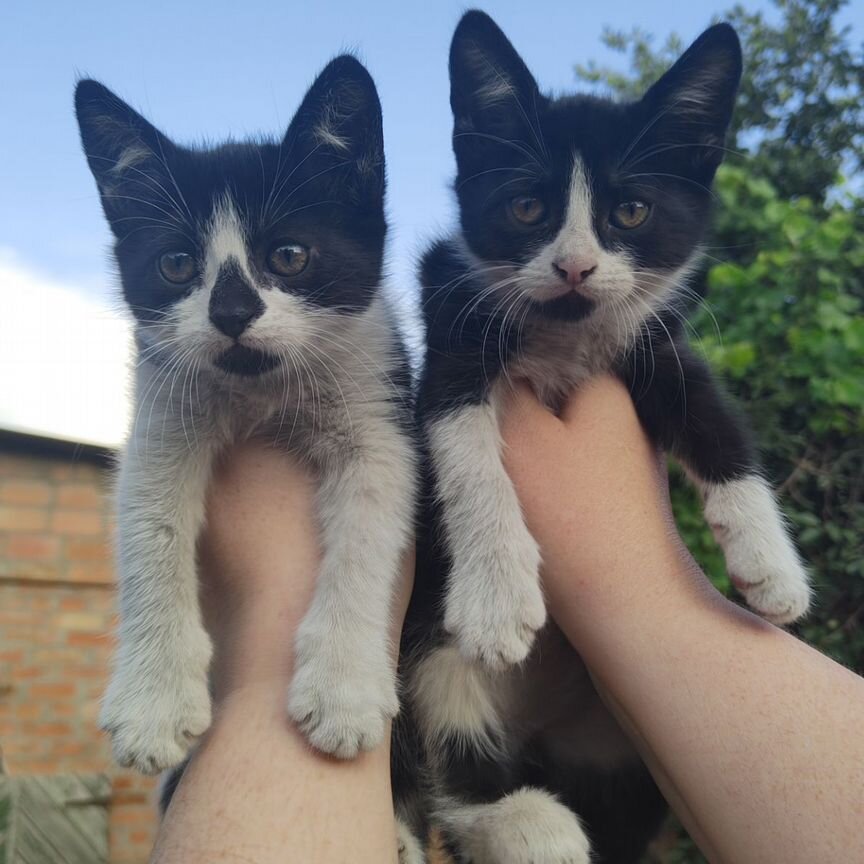 Котята в добрые руки