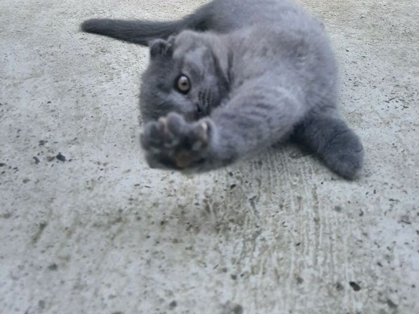 Котята шотландские