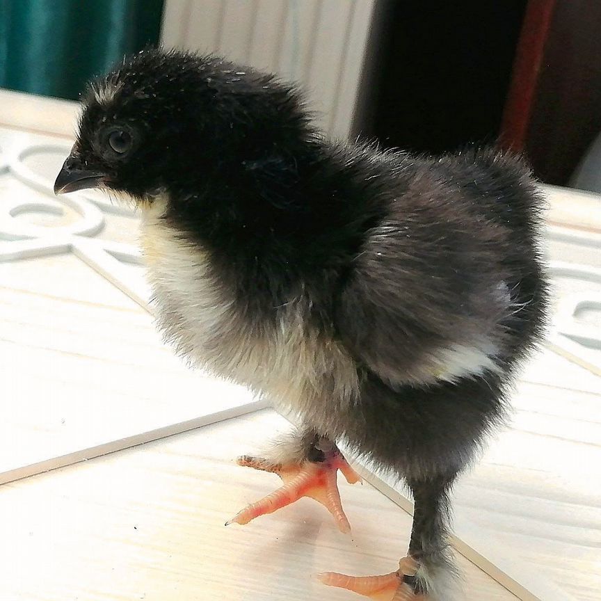 Цыплят породные