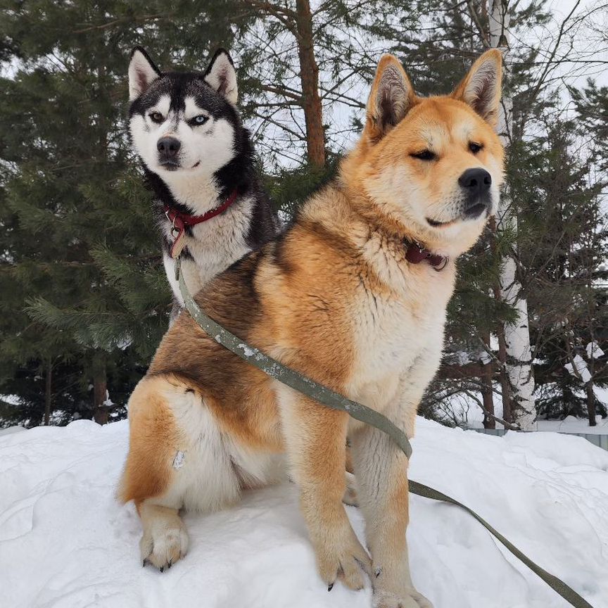 Щенки акита хаски