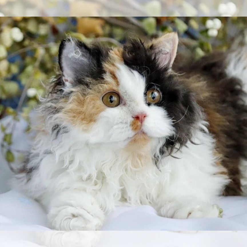 Селкирк-рекс длинношёрстный, взрослая кошка