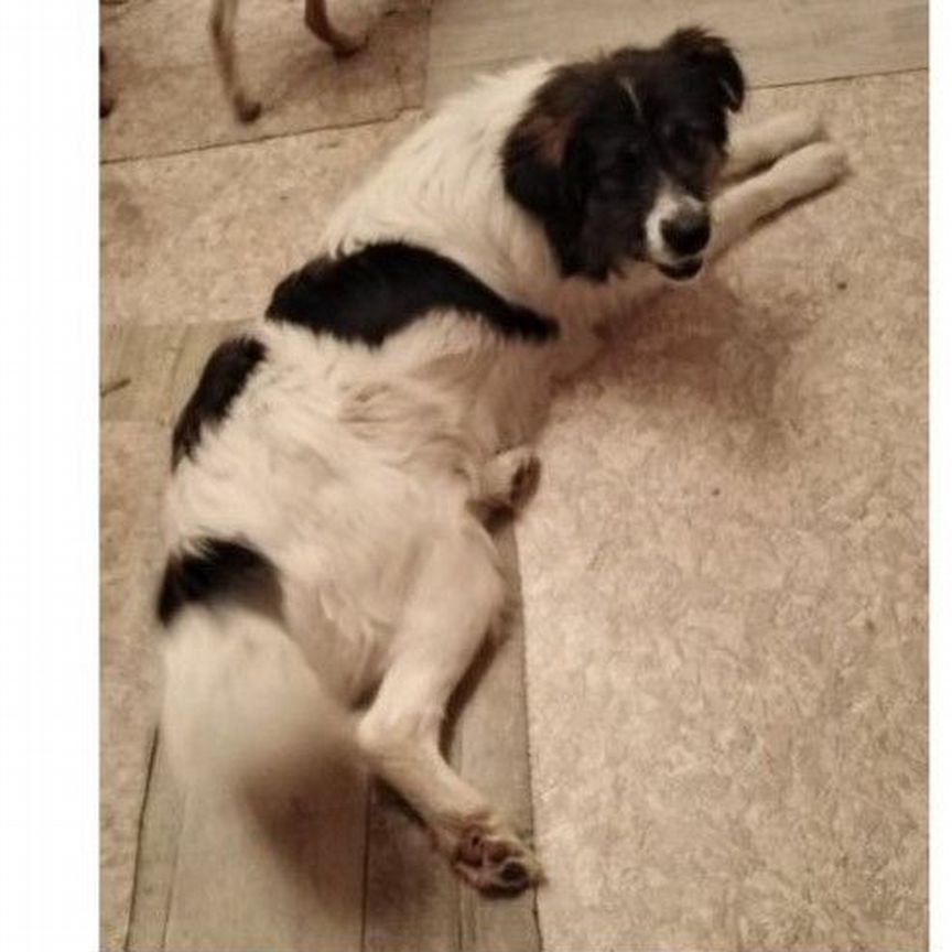 Взрослая собака в добрые руки