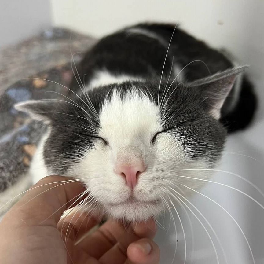 Взрослая, кошка в добрые руки