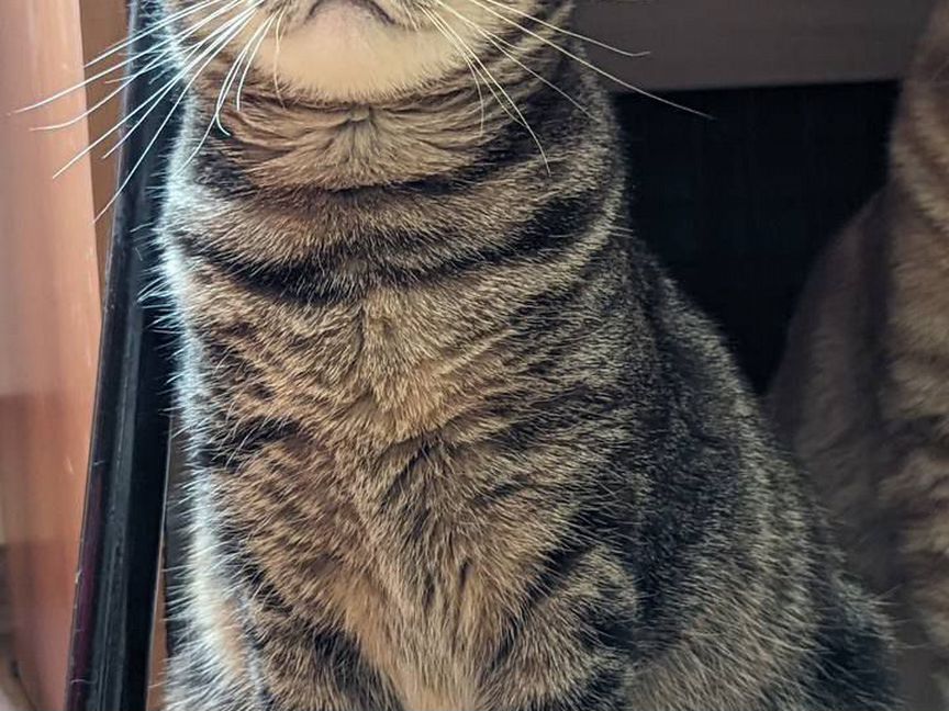 Самая обычная кошка