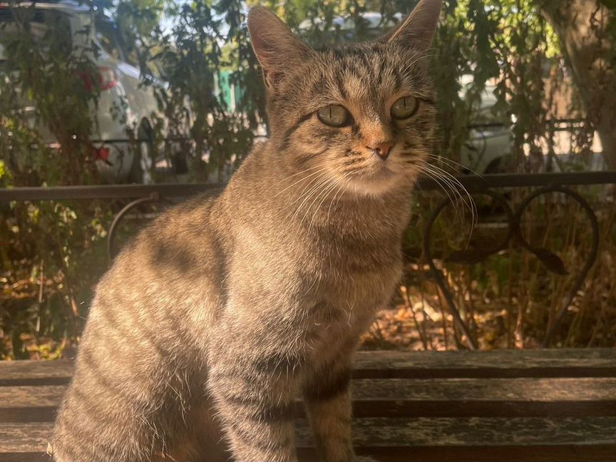 Кошка ишет дом