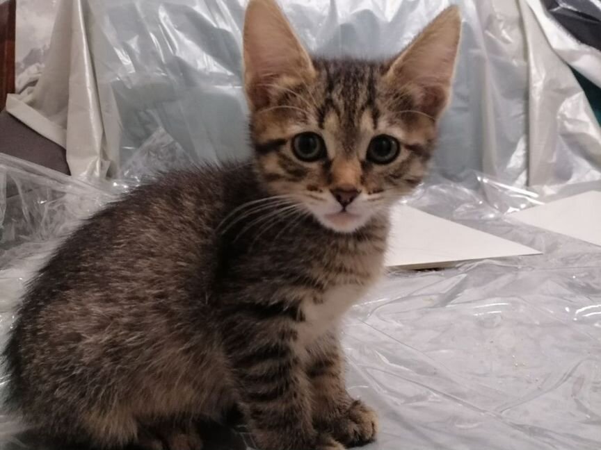 Котята в добрые руки бесплатно