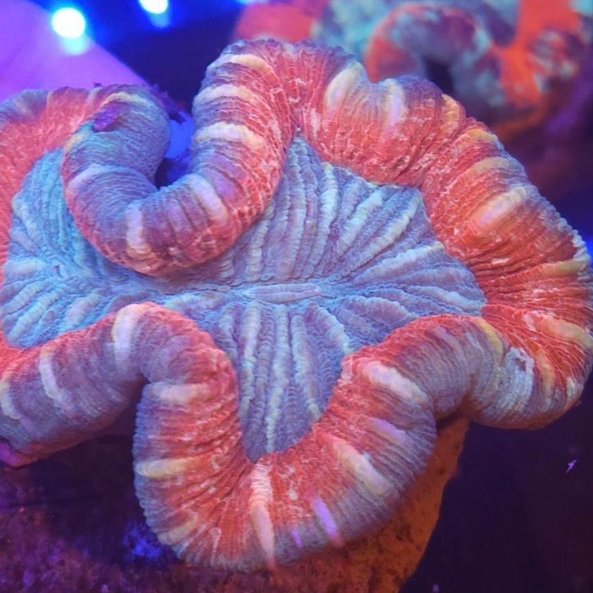 Живой морской коралл Велсофиллия (Wellsophyllia)