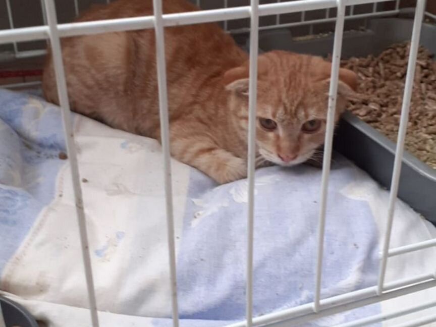 Котенок рыжий скоттиш-фолд (метис)