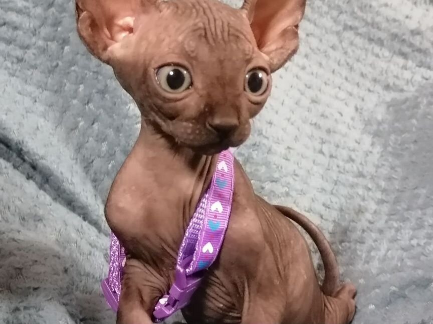 Канадский сфинкс