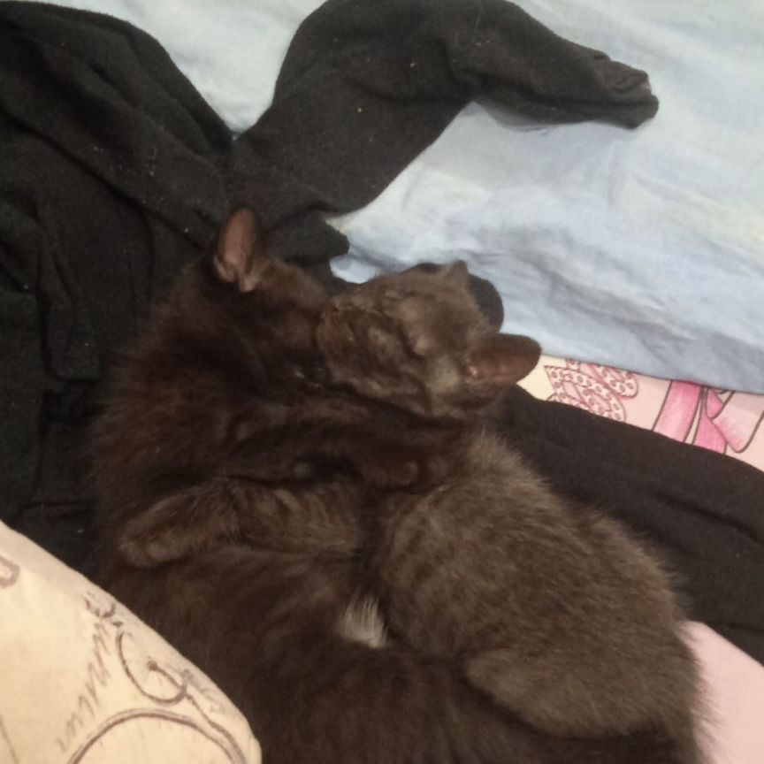 Котёнок 1,5 месяца