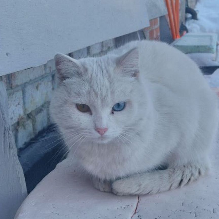 Взрослая, кошка в добрые руки