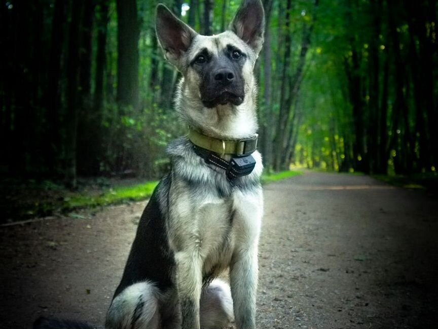 Клайд настоящий джентельмен Ищет дом