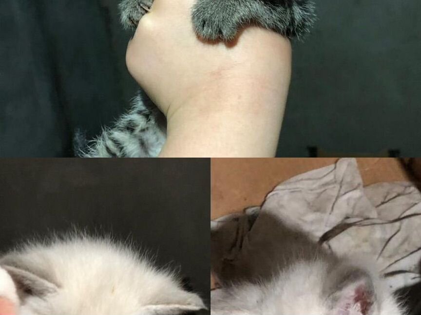 Домашние животные котята