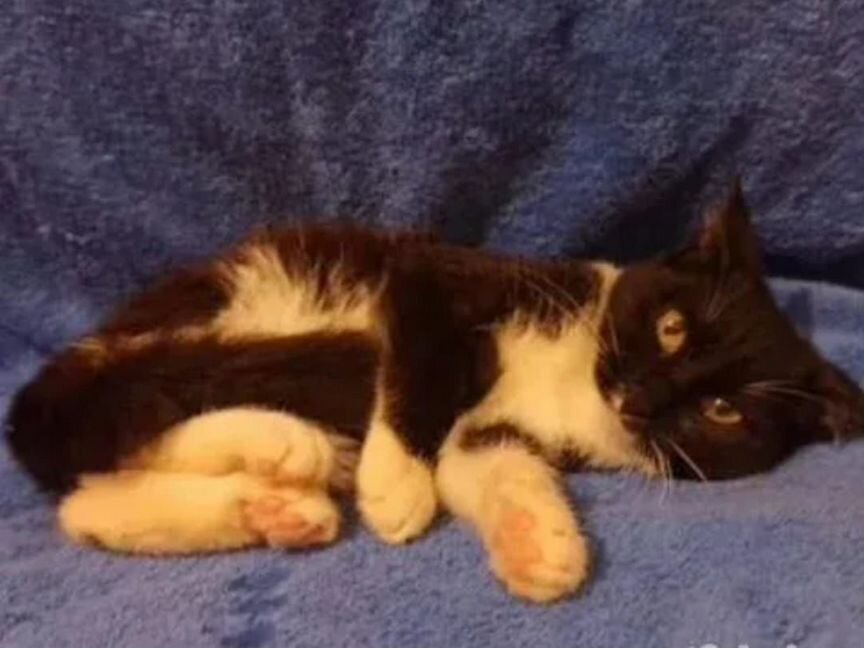 Котенок в добрые руки