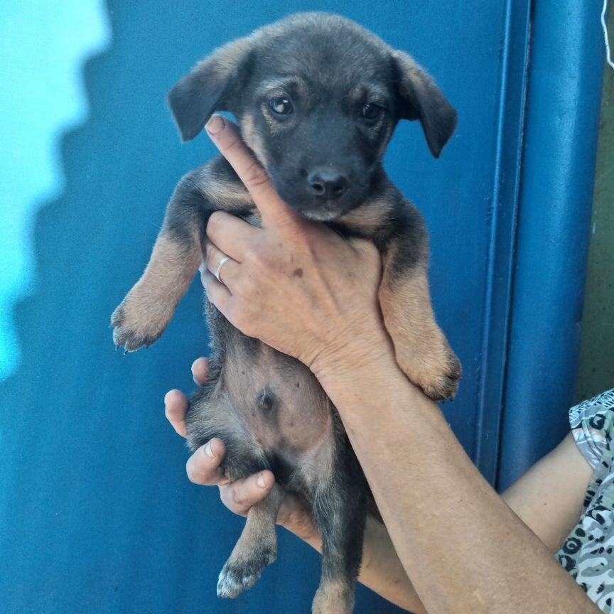 Милый мальчик, щенок