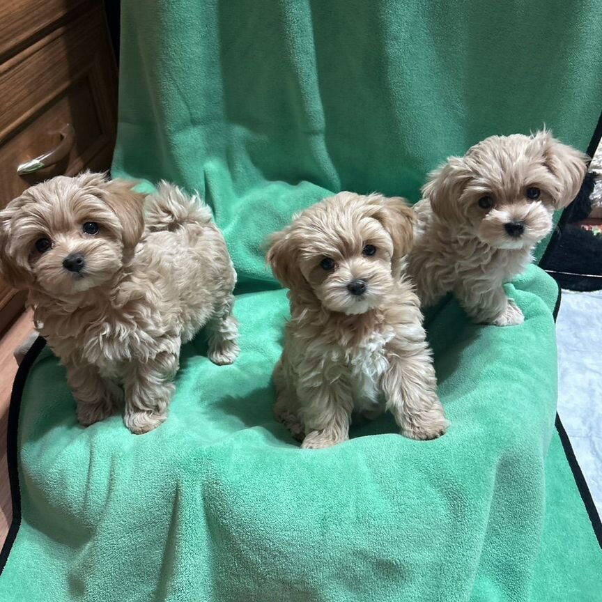 Мальтипу, щенок