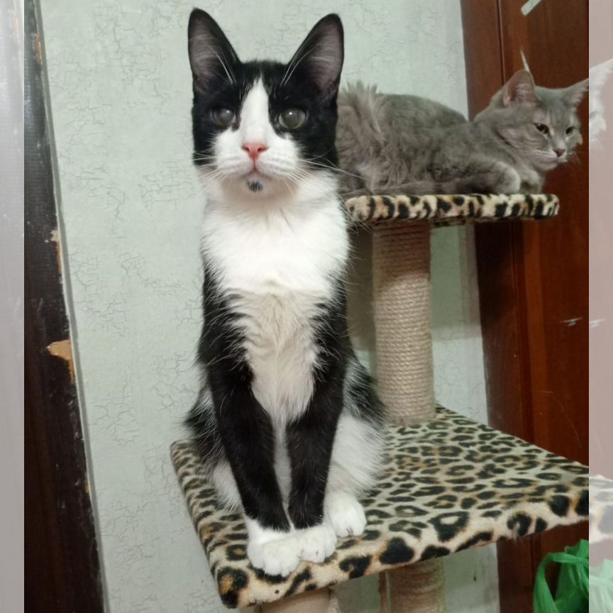 Кошечка Мелисса