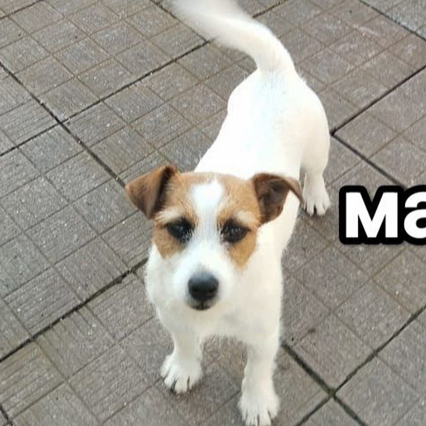 Щенки Джек Рассел терьер