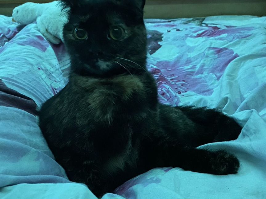 Кошка вислоухая трехшерстная