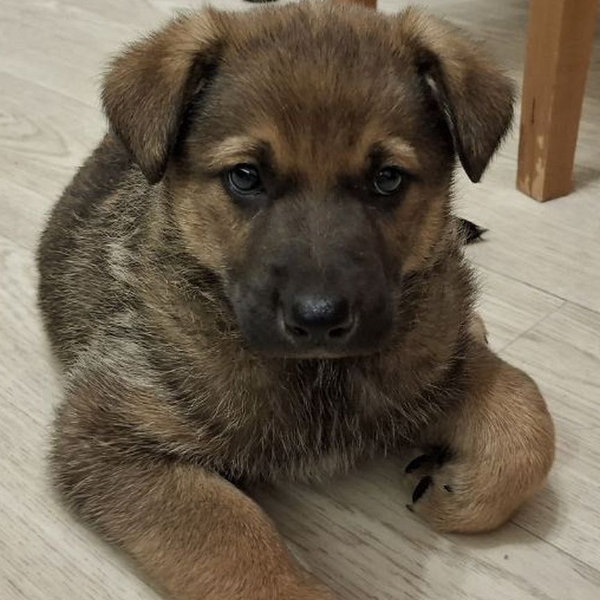 Щенок в добрые руки