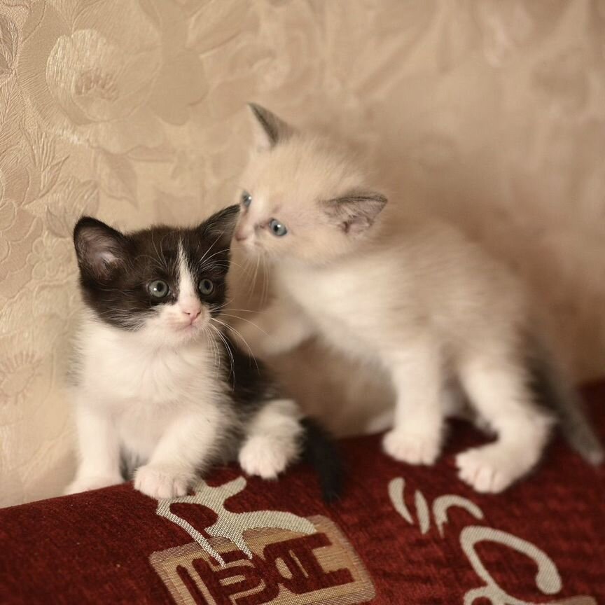 Смарт котята в добрые руки