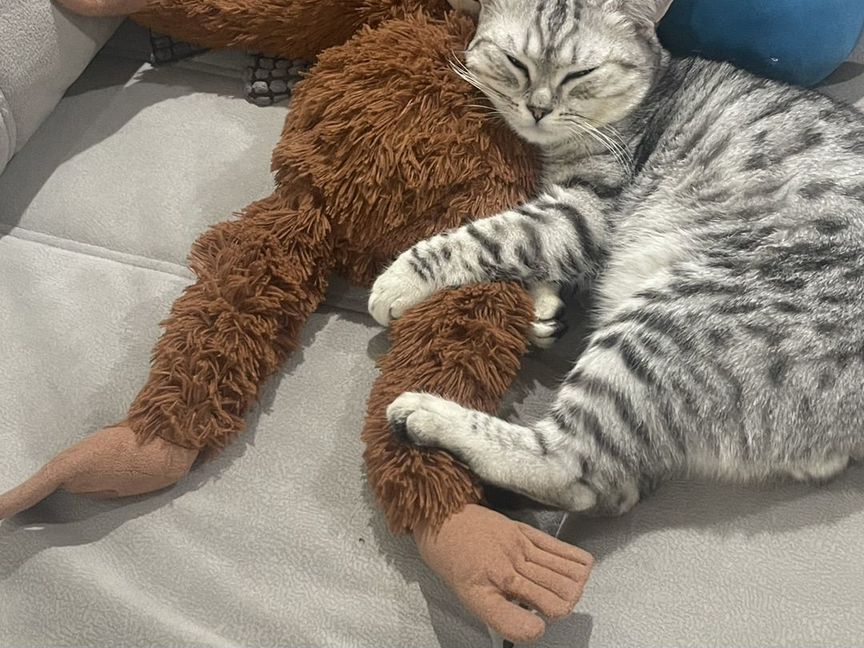 Кошка ищет нового хозяин