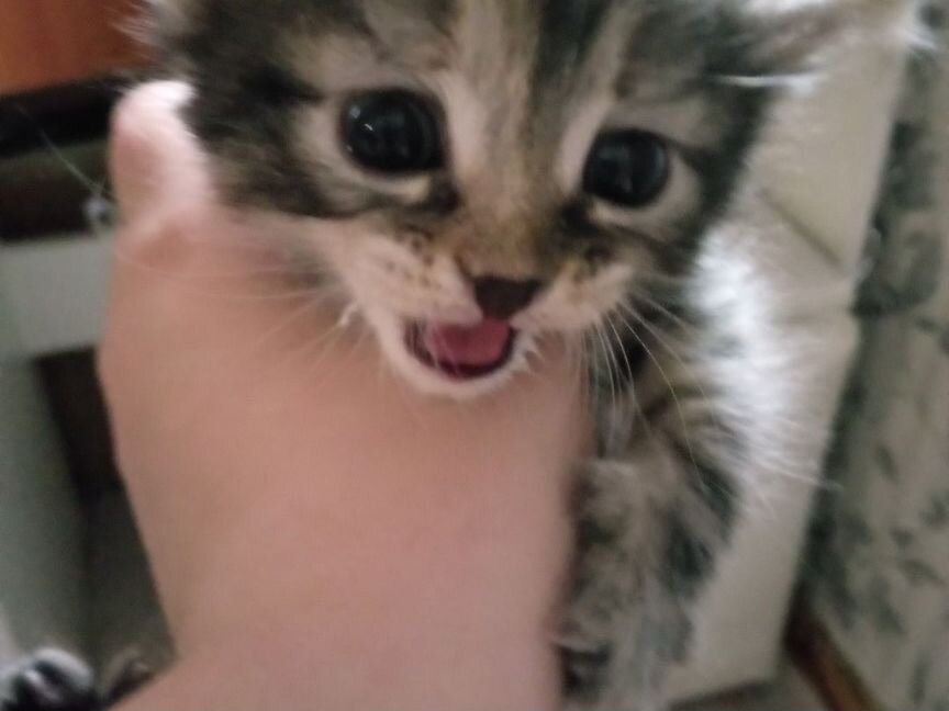 Котёнок