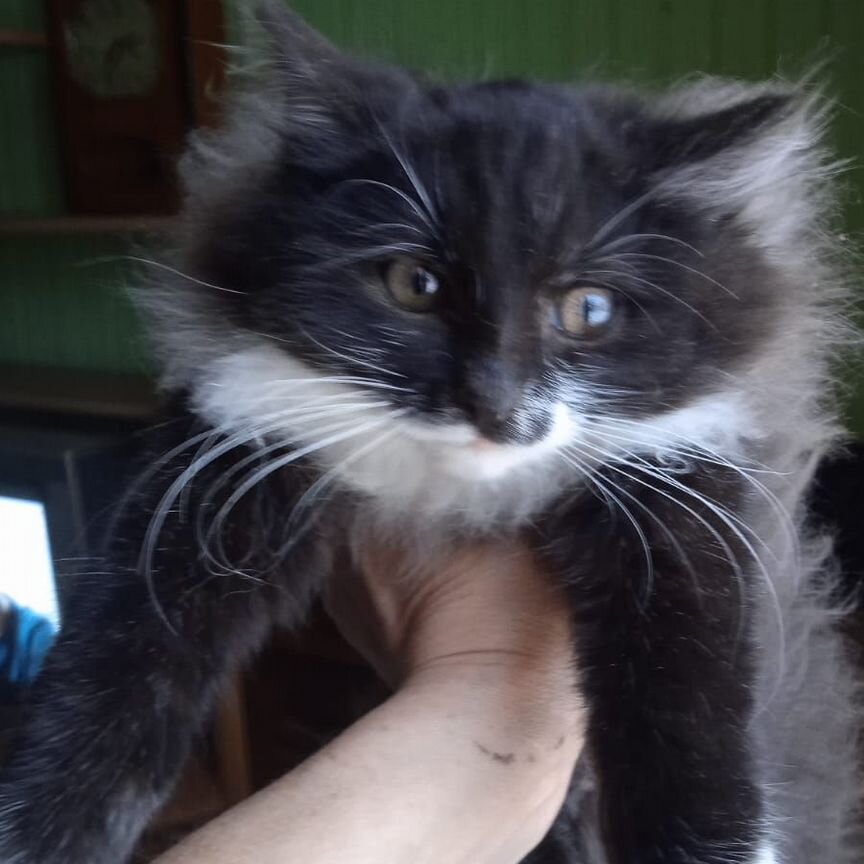 Пухлик котёнок