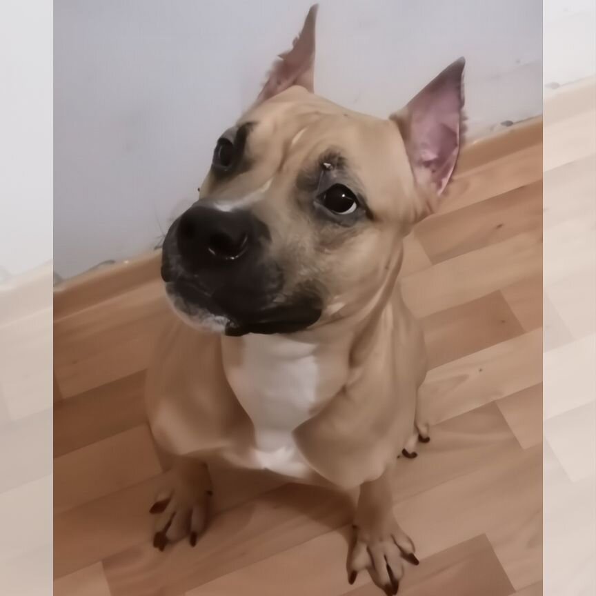 Американский стаффордширский терьер, щенок