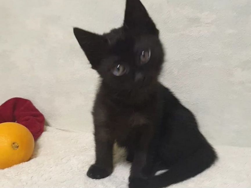 Чёрный котёнок в добрые руки