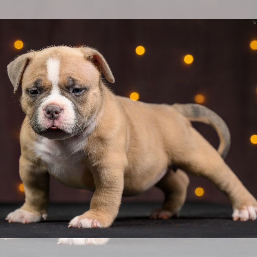 Американский булли, щенок