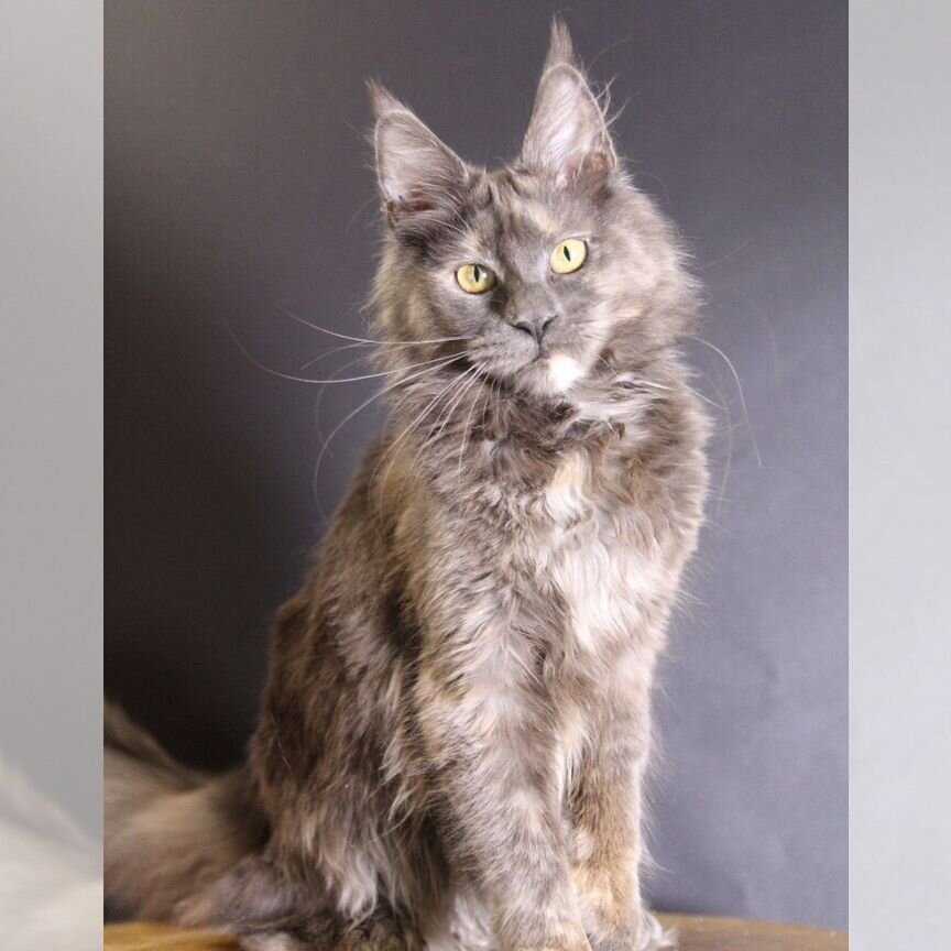 Мейн-кун, взрослая кошка