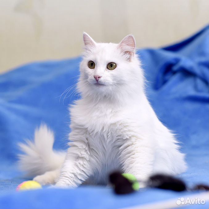 Белоснежная Алиса ищет дом