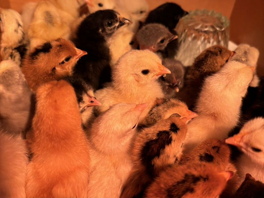 Цыплята суточные петушки