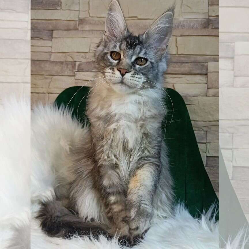 Мейн-кун котёнок