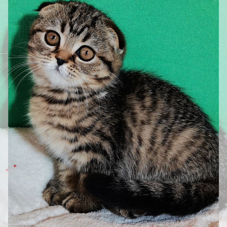 Шотландская вислоухая, полосатая