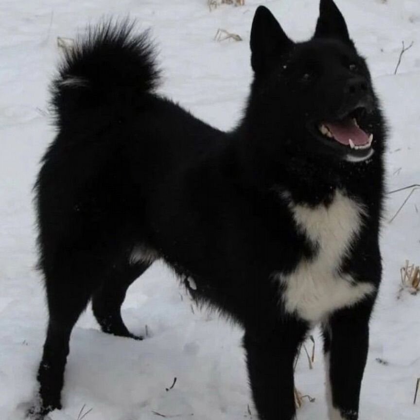 Русско-европейская лайка