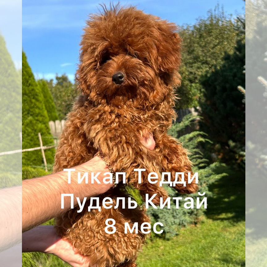 Той-пудель, щенок