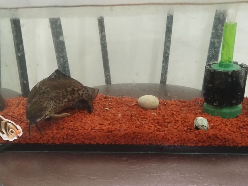 Аквариум 20 л с рыбкой