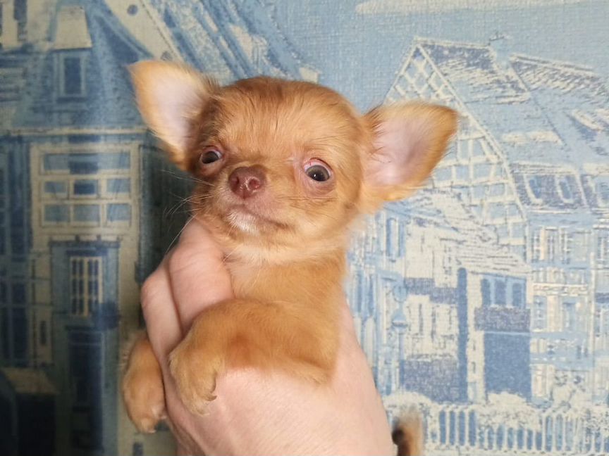 Чишки малышки